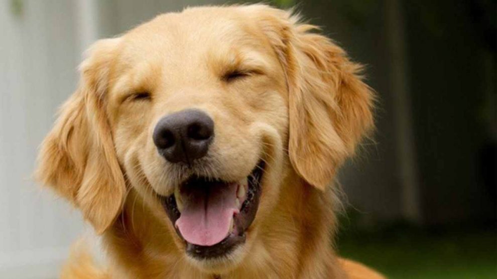 ¿Los animales se ríen?