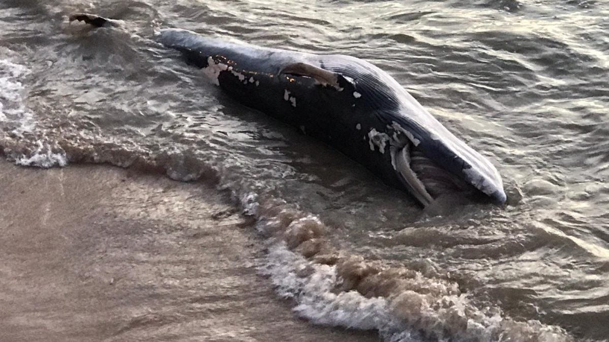 Aparece una ballena varada en la playa Cruz del Mar de Chipiona