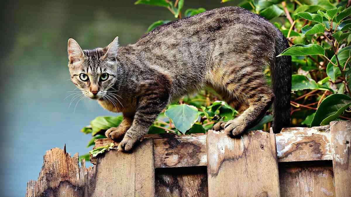 5 claves para entender a tu gato