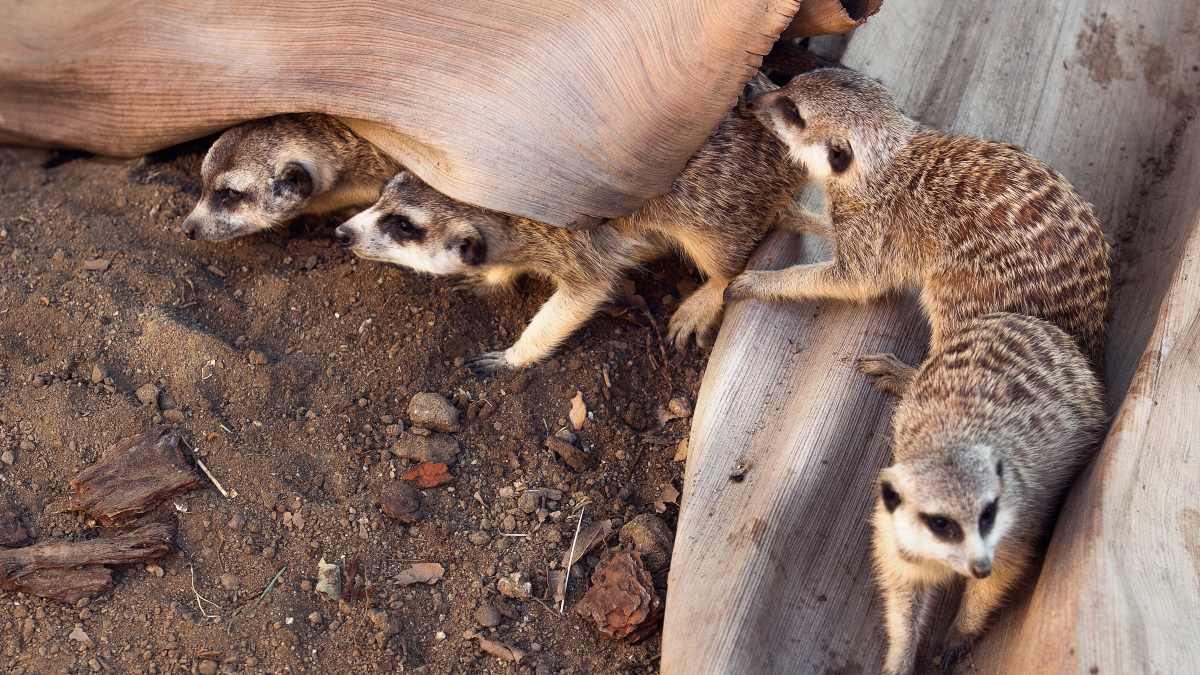 Mangosta: qué es, dónde vive y características