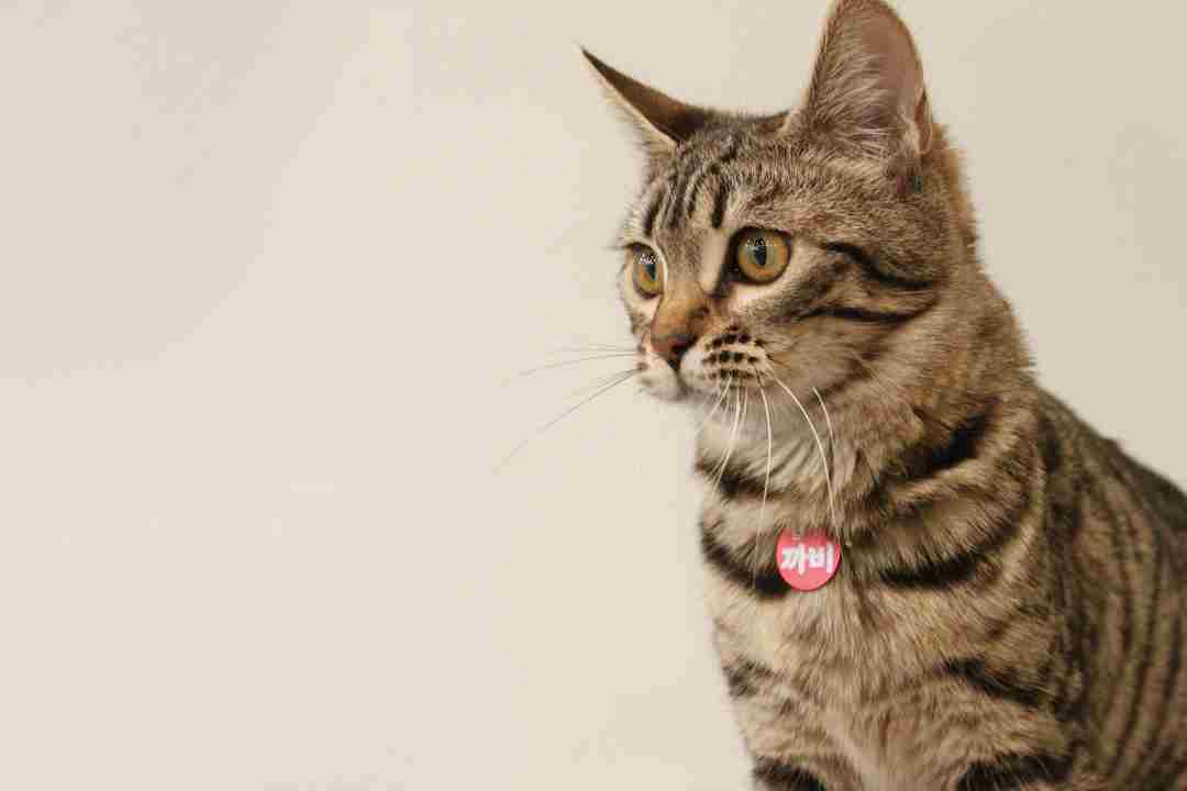 Razas de gatos más inteligentes