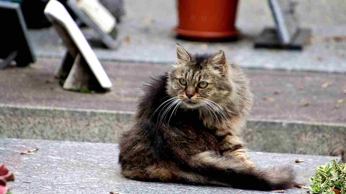 Rescate de animales durante la cuarentena del coronavirus