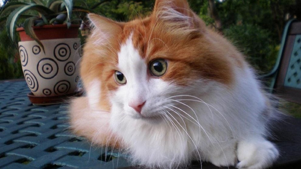 Las cinco razas de gatos más cariñosos