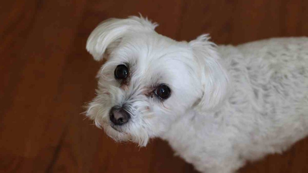 Razas de perros, bichón maltés