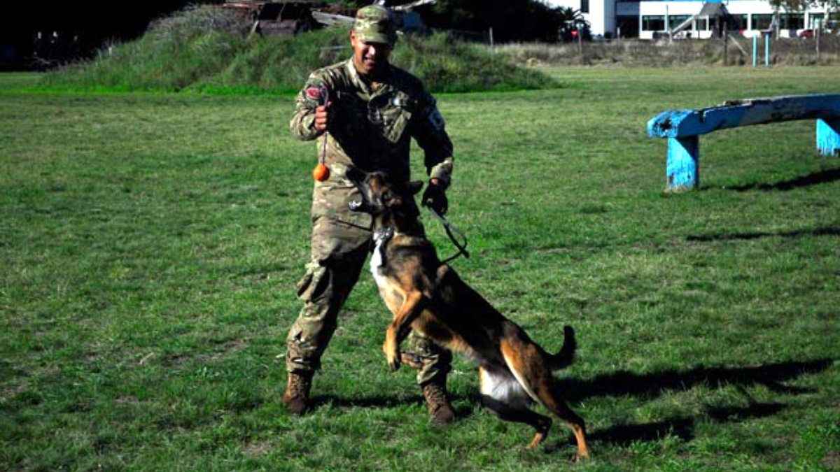 ¿Cómo se usaban los perros en épocas antiguas para la guerra?