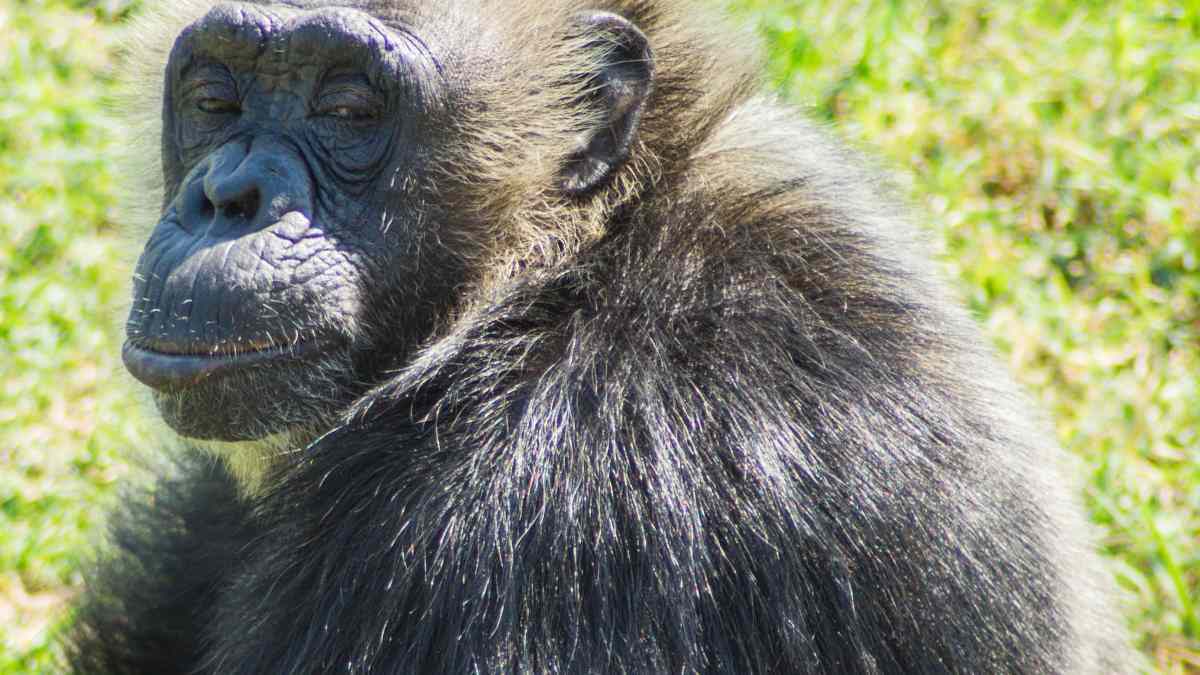 Lo que debes saber de la Mona Chita