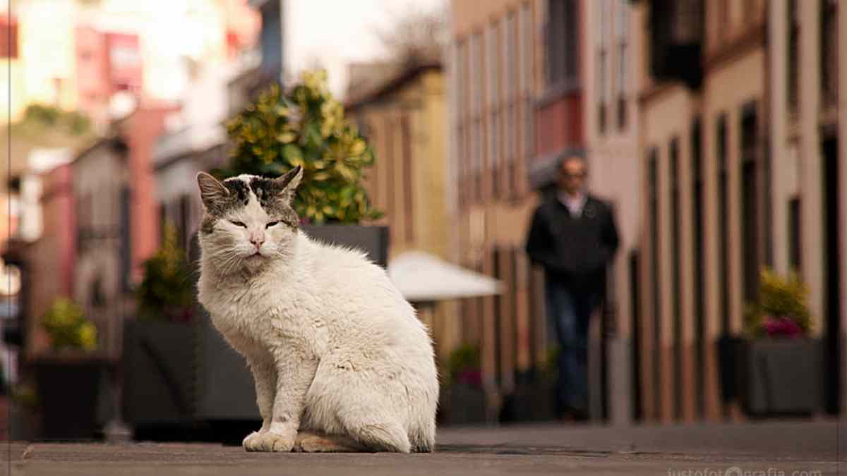 ¿Cómo es el sentido de orientación de tu gato?