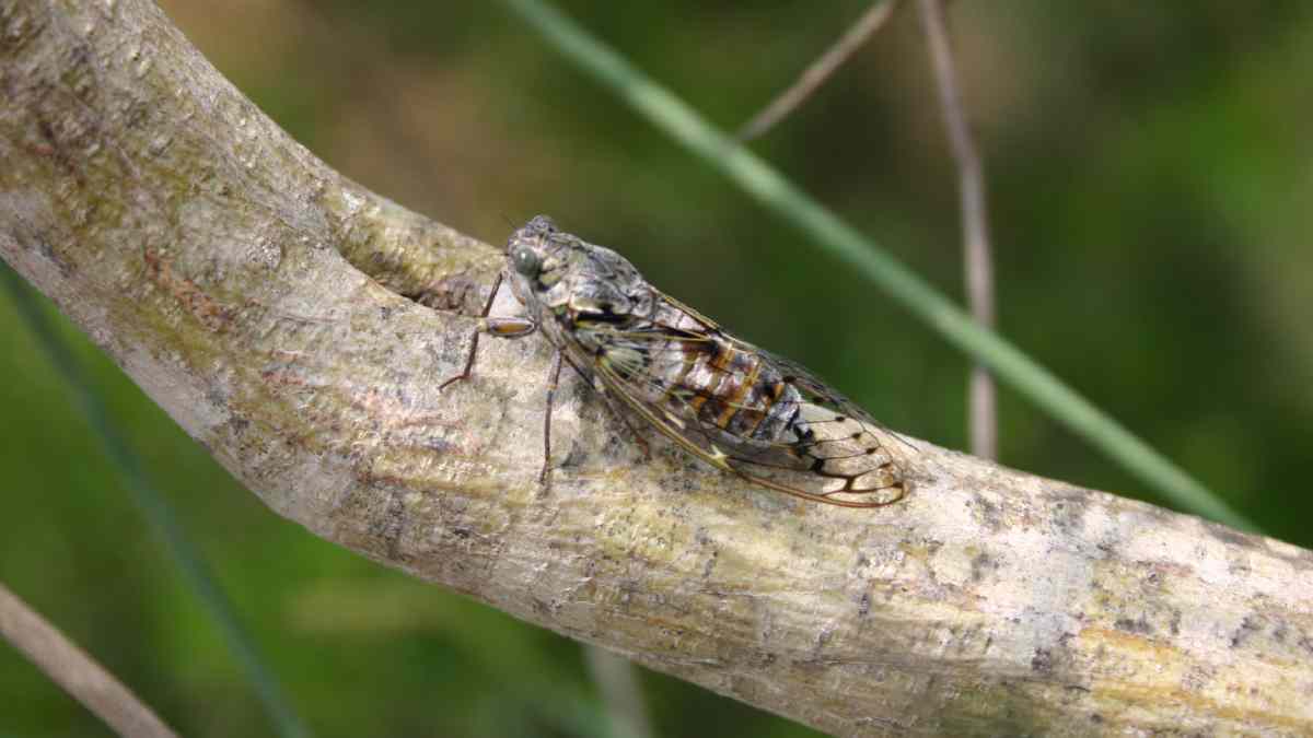 El conocido canto de la cigarra, ¿cómo se produce?