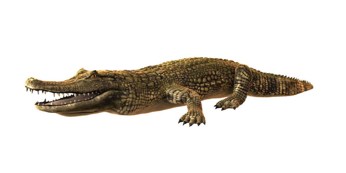 Fauna acuática en las selvas