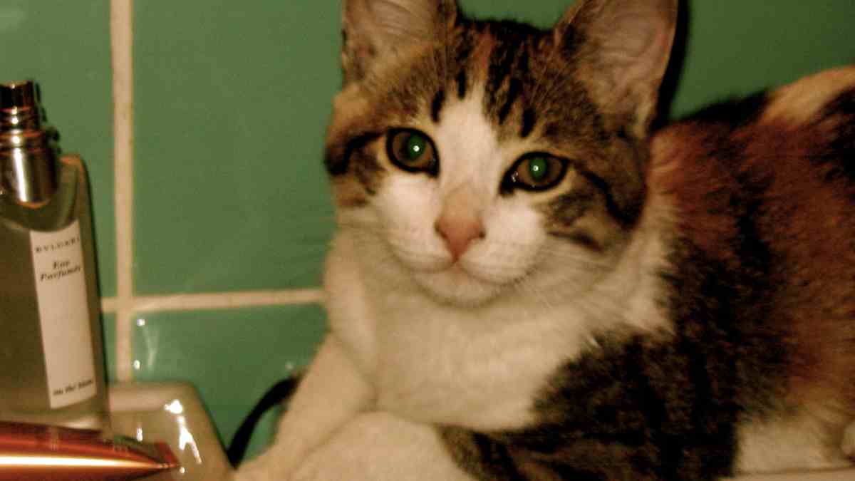¿Puedo echar colonia a mi gato?
