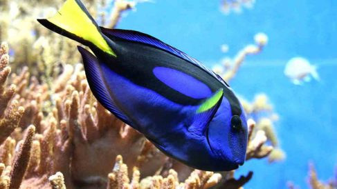 ¿Conoces al pez neón?