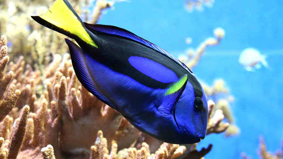 ¿Conoces al pez neón?