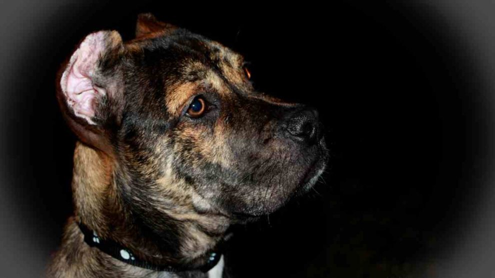 5 razas de perros españolas