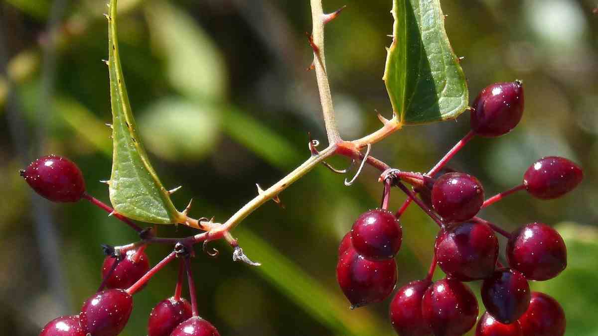 Propiedades de la zarzaparrilla