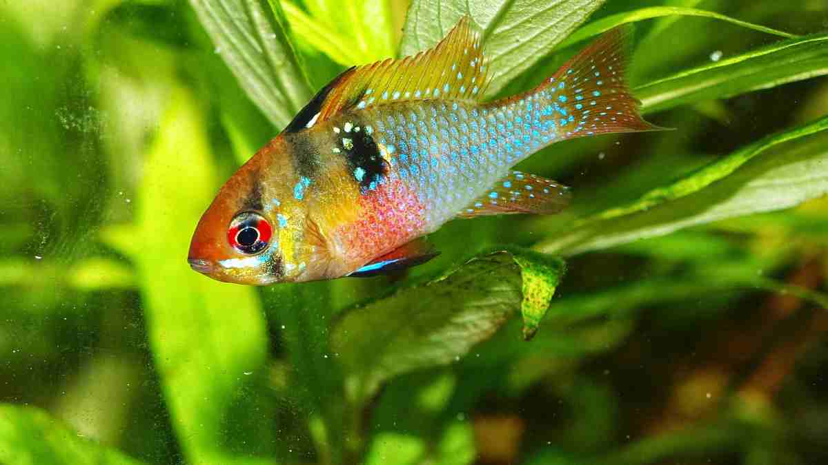 ¿Cómo son los peces cíclidos?