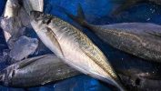 Receta de Jurel marinado al horno