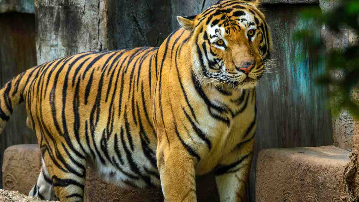 ¿Qué son los mamíferos placentarios?