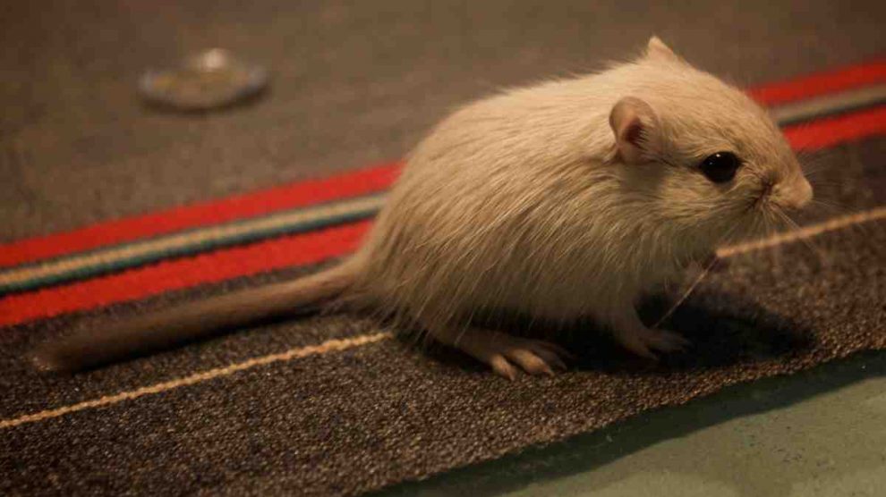 La alimentación del jerbo