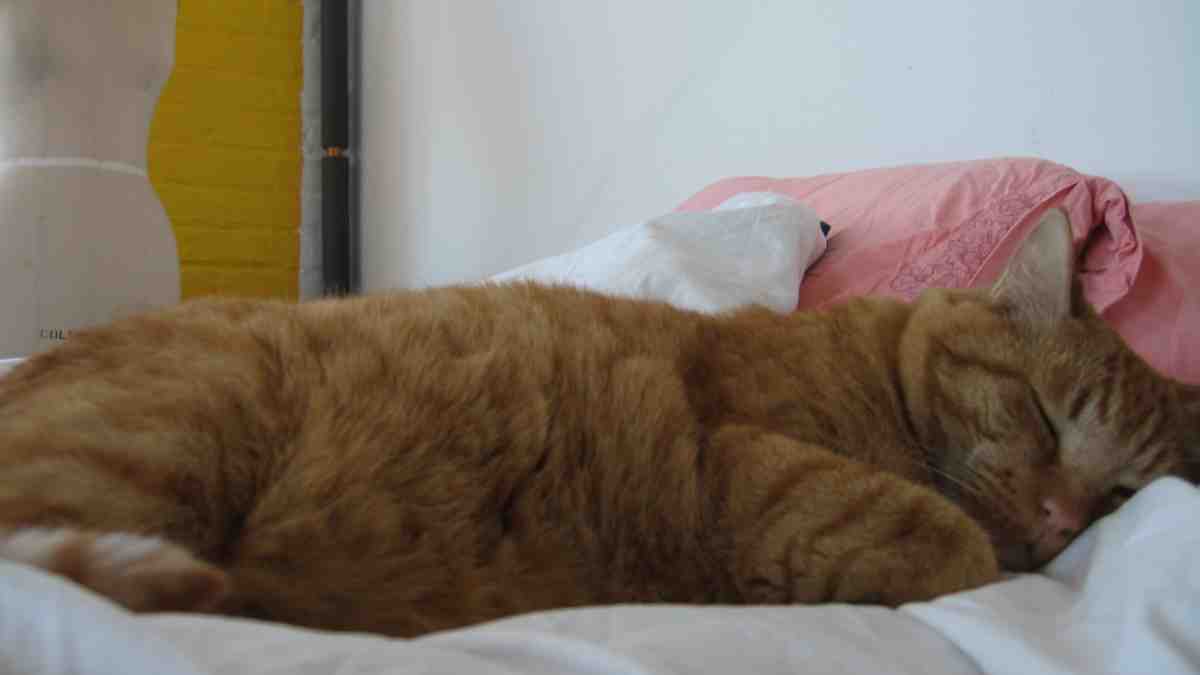 ¿Qué es la ataxia en gatos?
