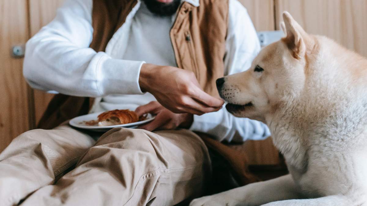 ¿Los perros pueden comer salchichas, chorizo y otros embutidos?