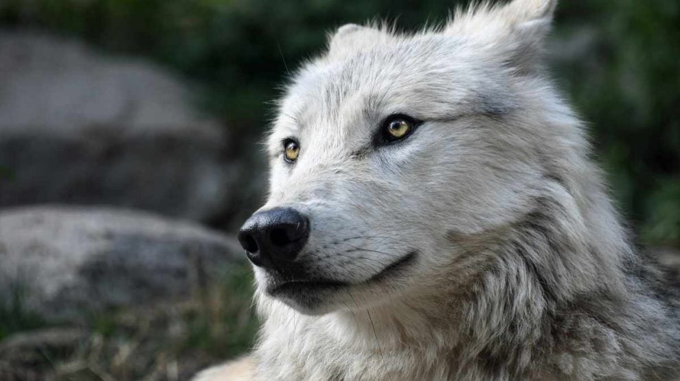 Diferencias entre animales domésticos y salvajes