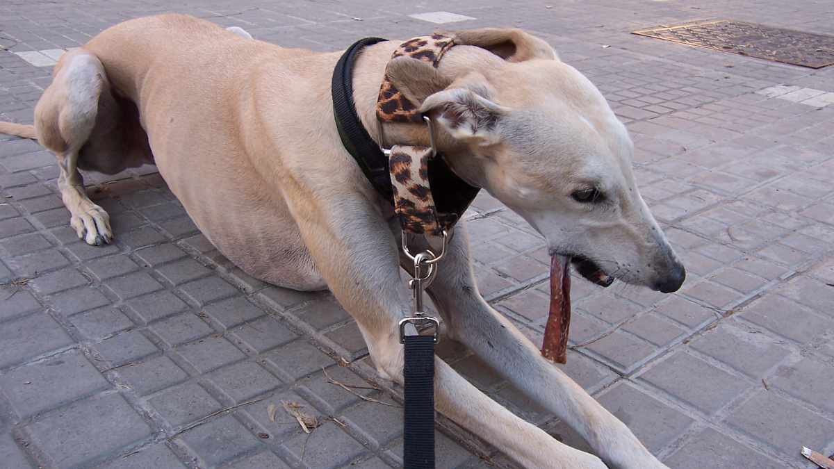 ¿Qué tipo de embutidos puedo dar a mi perro?