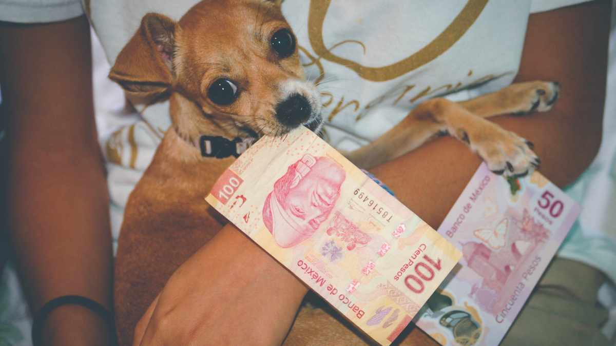 ¿Cuáles son los costes de mantener a tu perro?