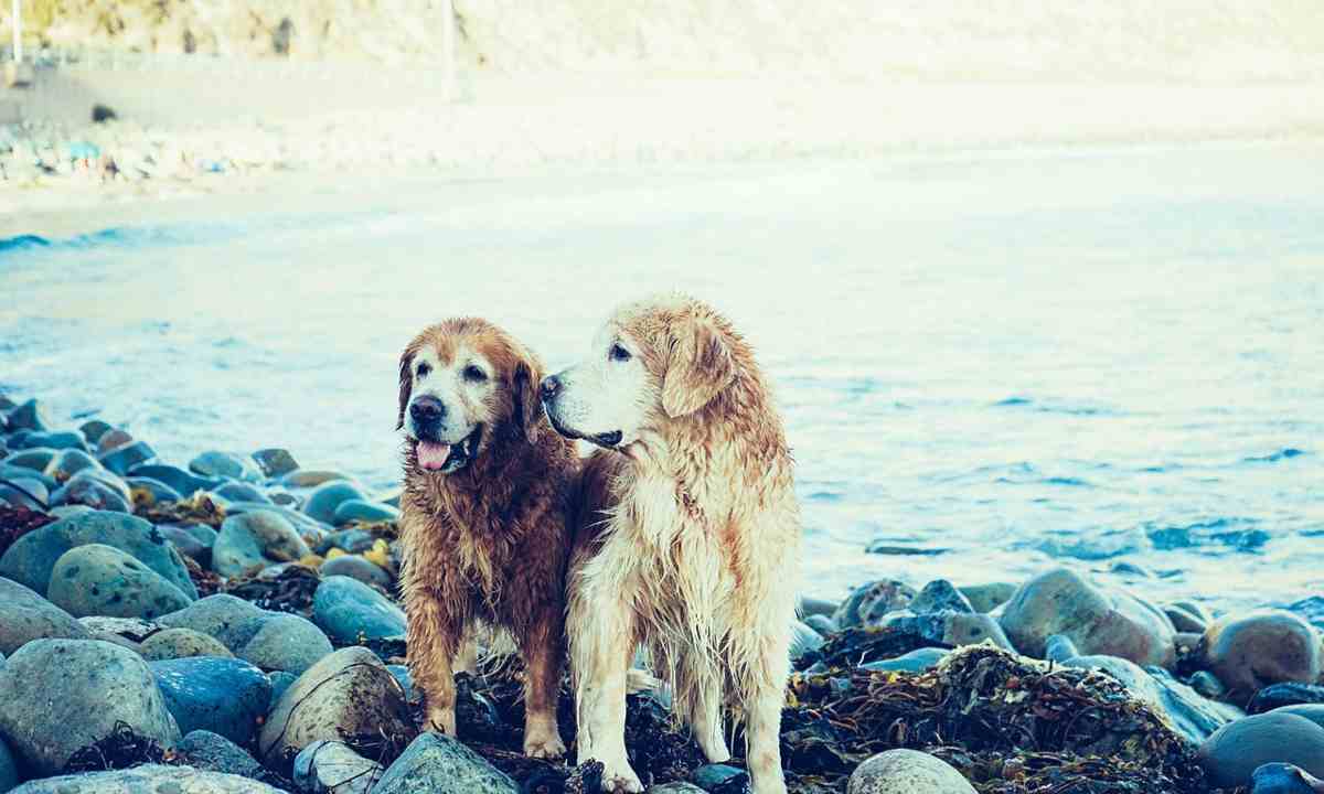 ¿Cómo elegir la pareja ideal para tu perro?