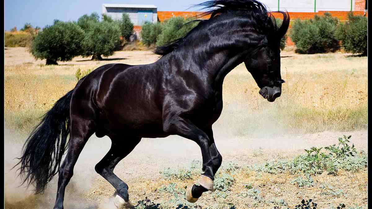 Cómo son los caballos españoles