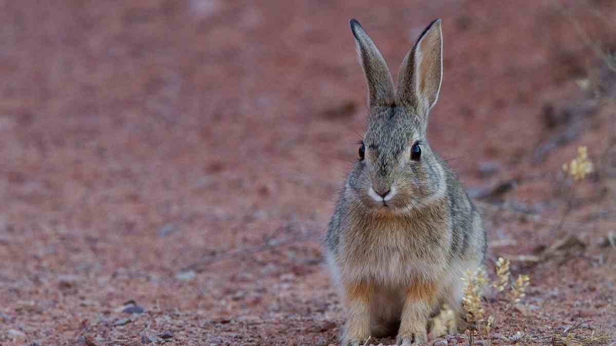 Mixomatosis en conejos