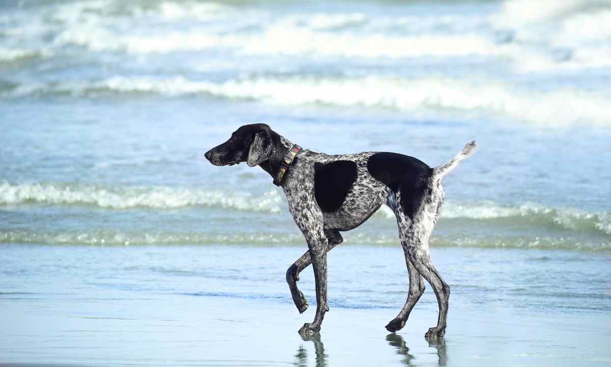 Tipos de cola en perros