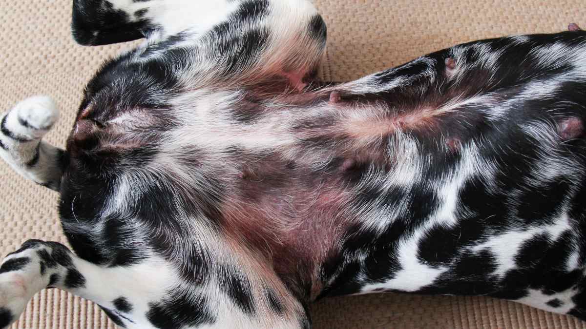 ¿Qué es la pioderma canina?