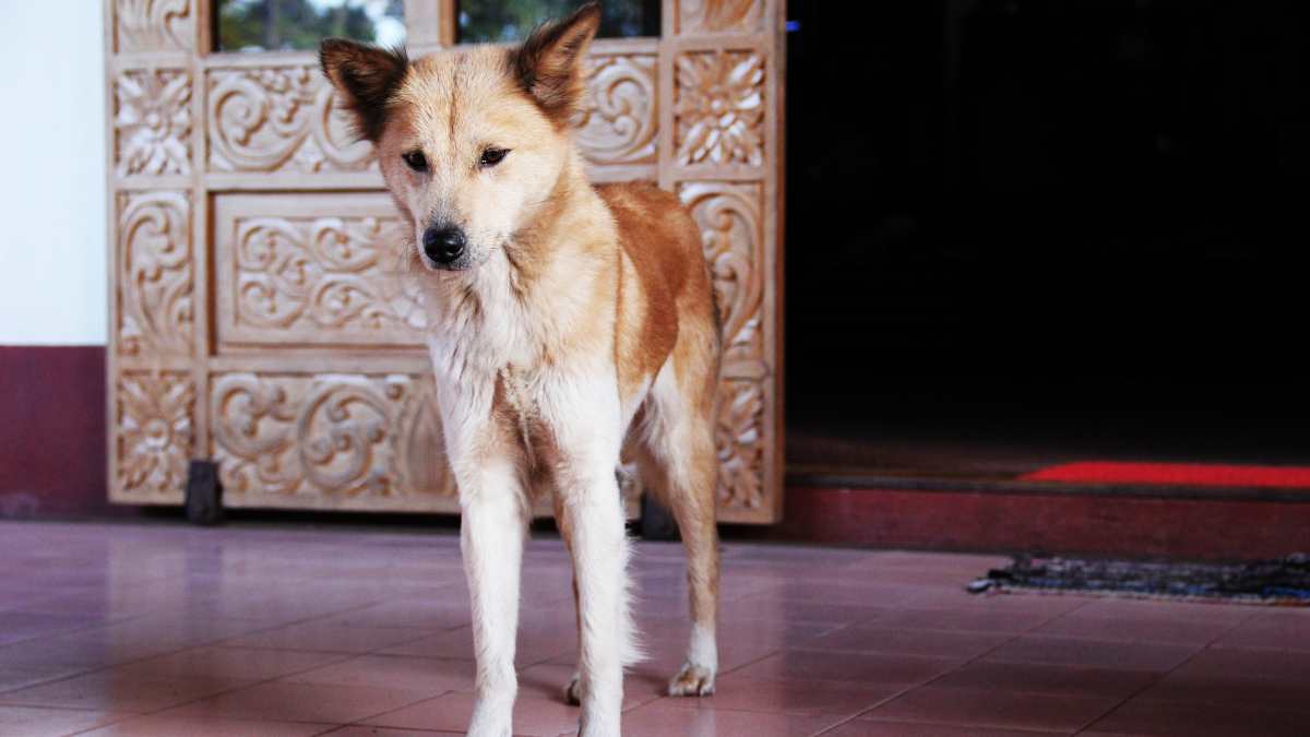 ¿Mi perro puede padecer de anorexia?