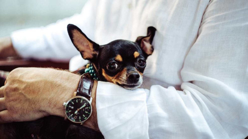 5 razas de perros más saludables