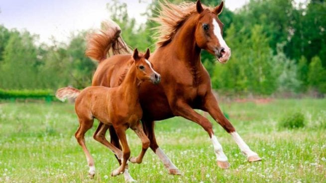 Inseminación artificial en el caballo