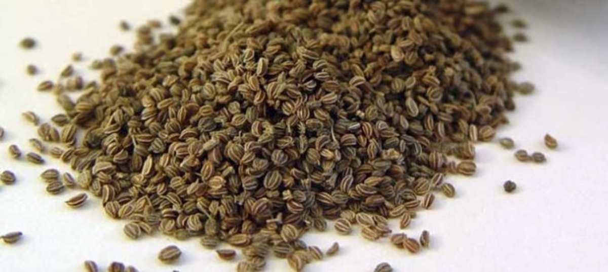 Infusión de semillas de apio, muy saludable