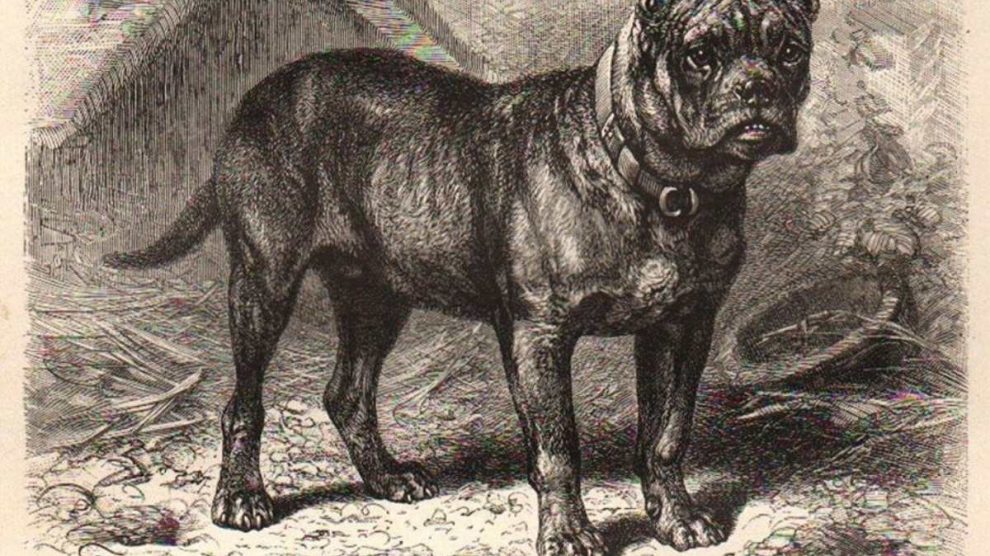 Razas de perros extintas