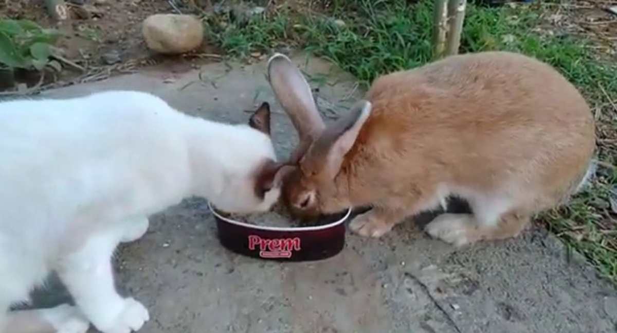 Consejos de convivencia entre un perro y un conejo