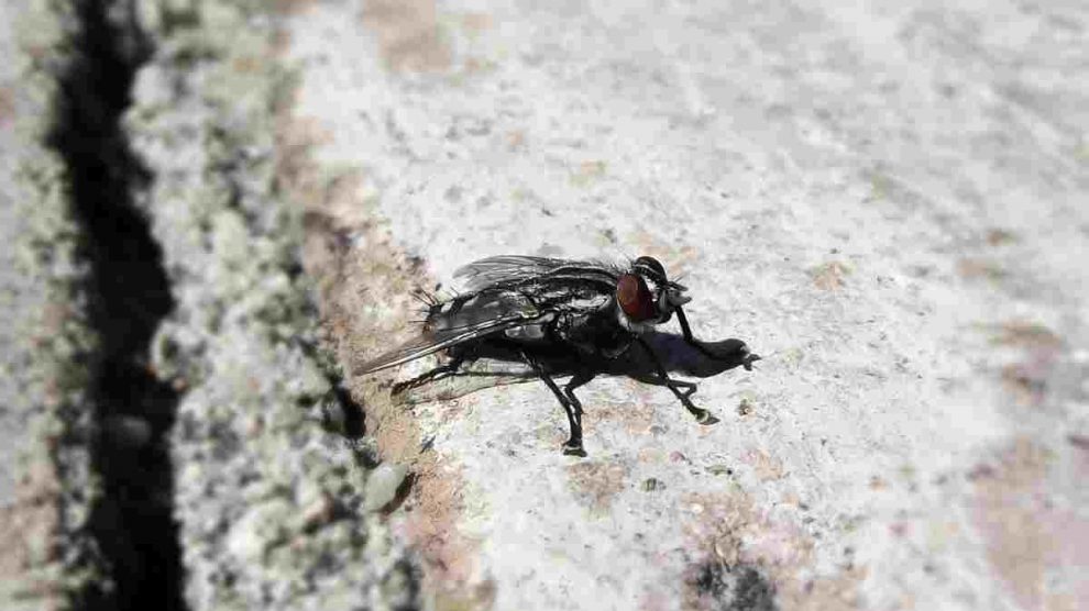 Evita que las moscas vuelen en torno a tu perro cuando hace calor