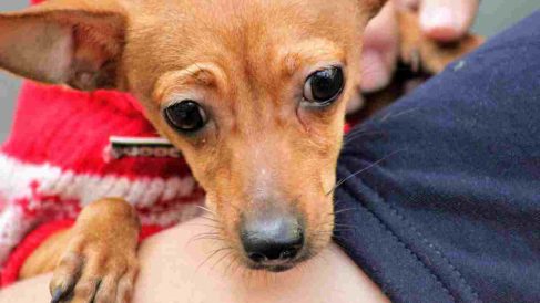 ¿Cómo prevenir y tratar a ceguera en el perro?