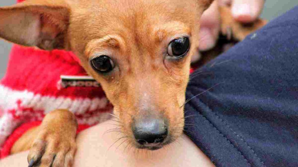 ¿Cómo prevenir y tratar a ceguera en el perro?