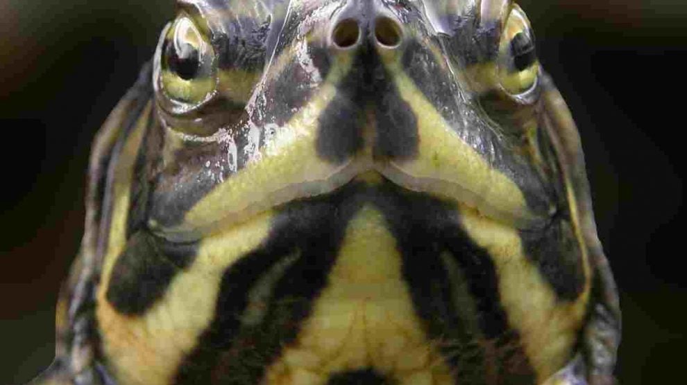 Características de la visión de los reptiles: ¿cómo ven?