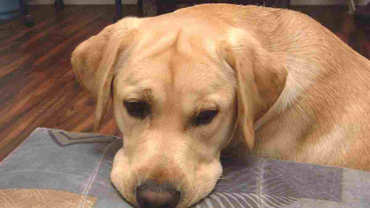 Razas de perros que siempre tienen hambre