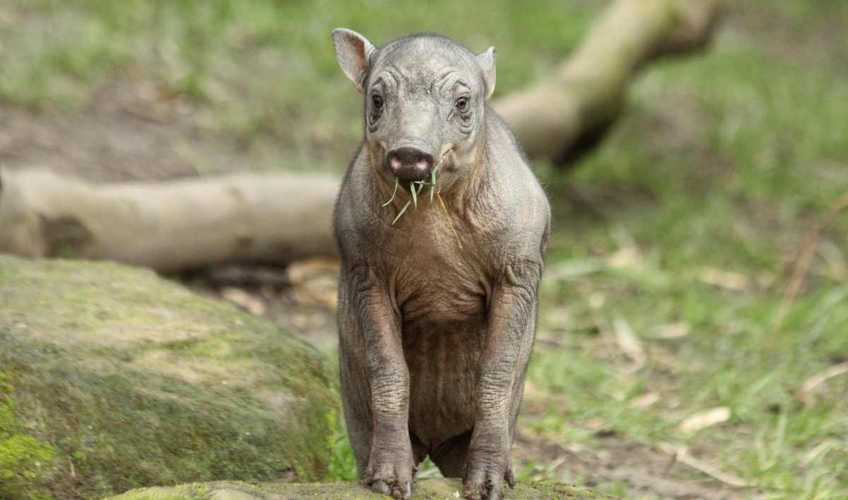 ¿Conoces al babirusa?