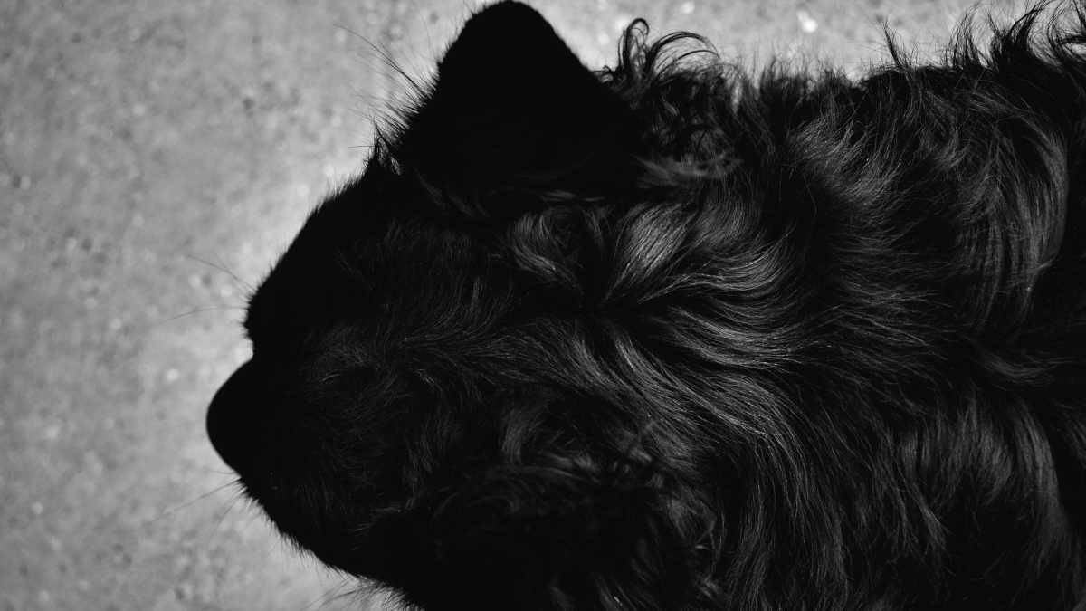 5 consejos para que el pelaje de tu perro sea hermoso