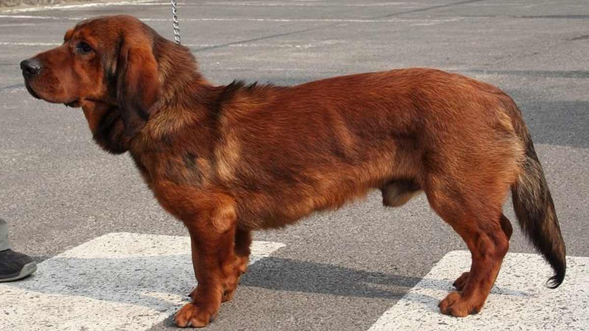 Cómo es el perro tejonero