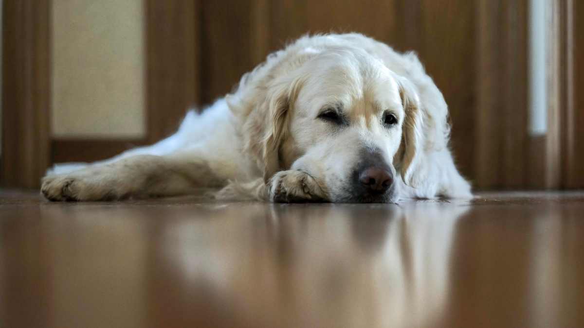 Diferentes formas de descanso en tu perro