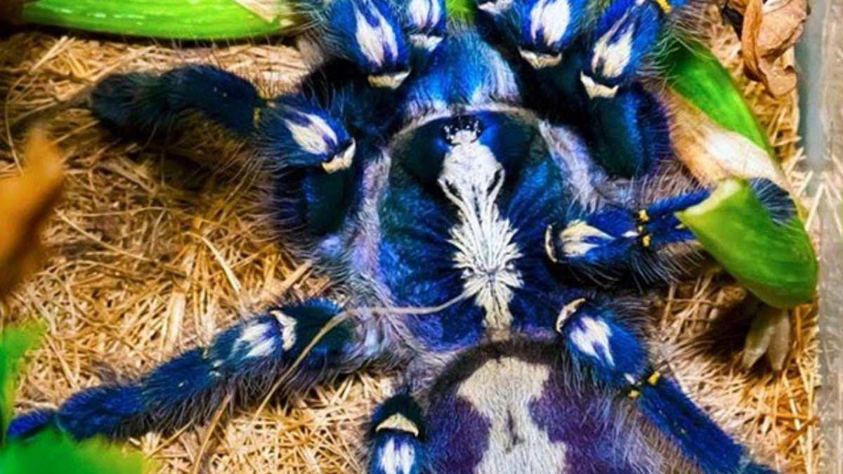 ¿Sabías que hay tarántulas azules?