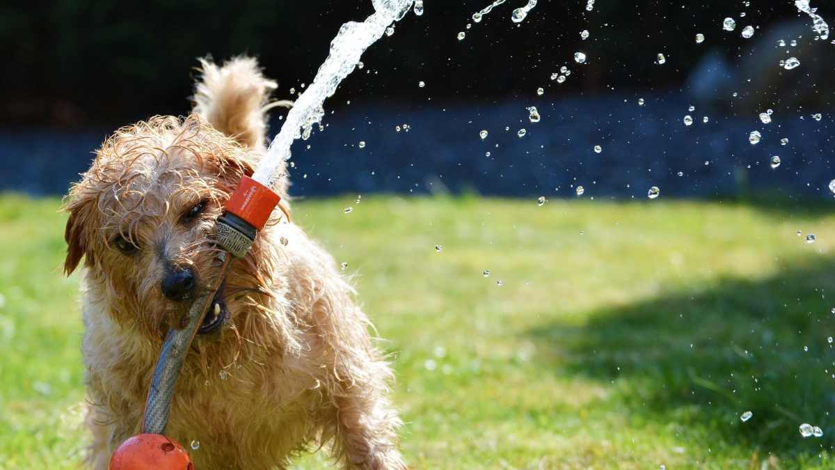 Cómo saber si tu perro tiene calor y qué hacer