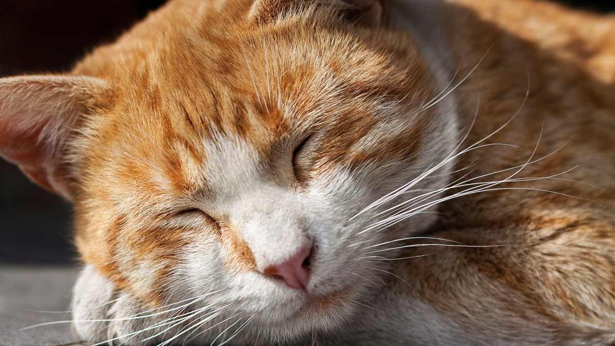 Consejos para cuidar mejor de tu gato ciego